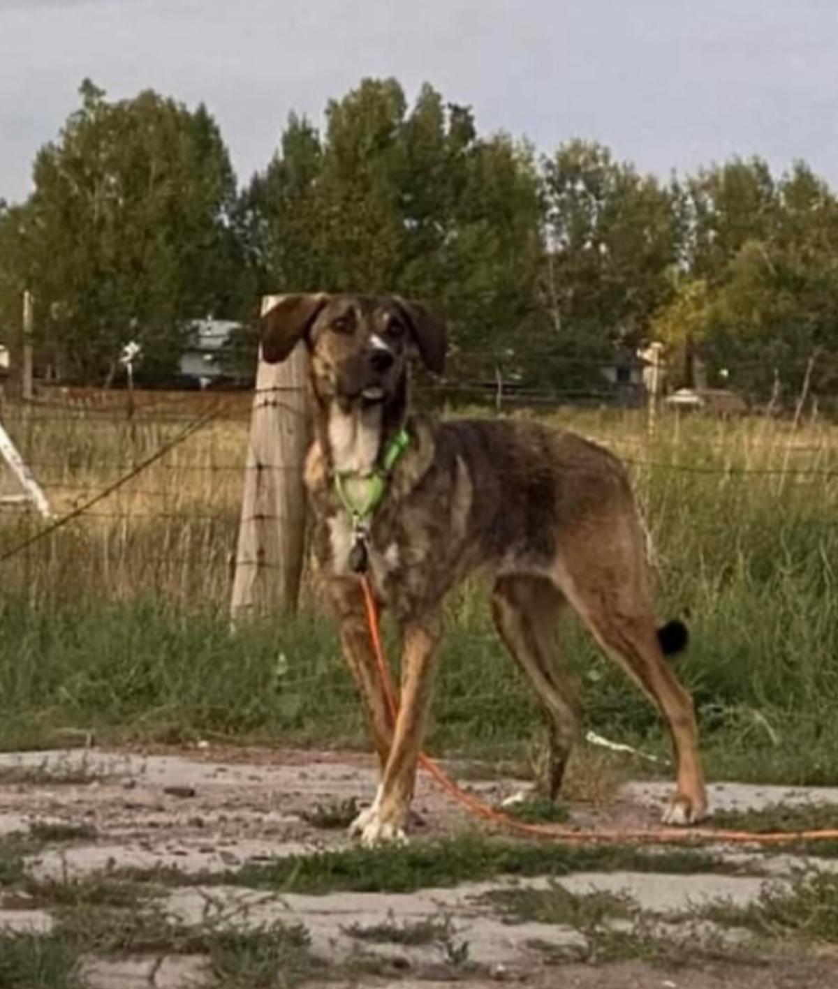 After over 2 months scared on on the loose with a broken leg- She is ...