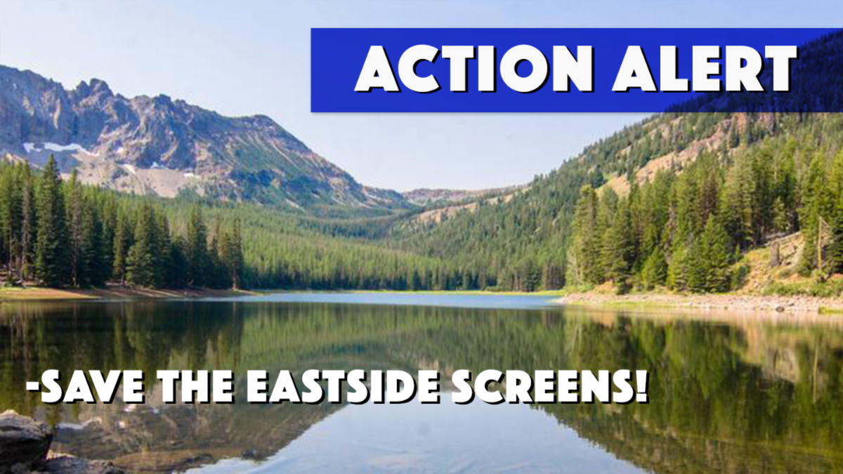 Action Alert: Forest Service Rule Change Endangers Old Growth Forests!