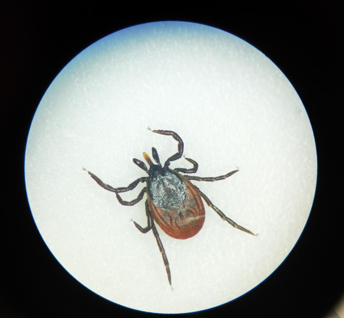 Best treatment for chronic Lyme?