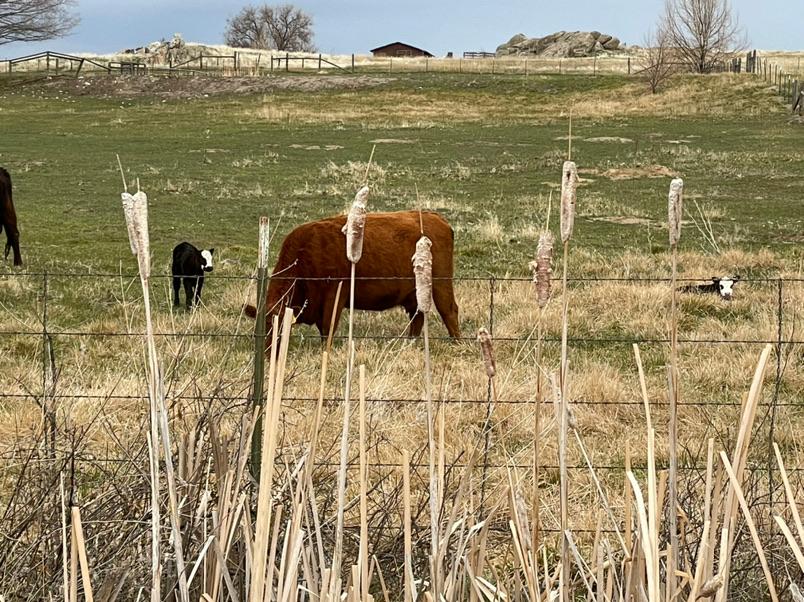 IMPORTANT - 4-H Beef Weigh In