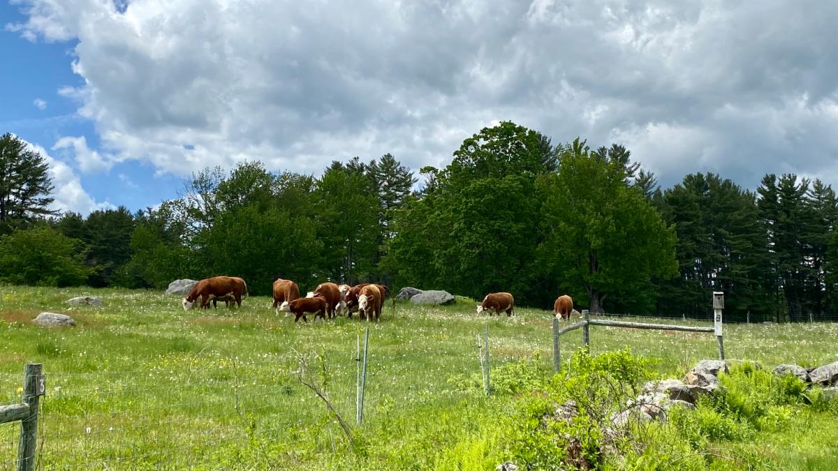👋 Summer is better on the farm, Remick Friend