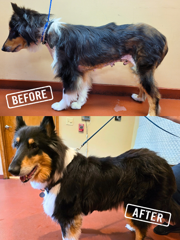 VetLife Newsletter: February 2025