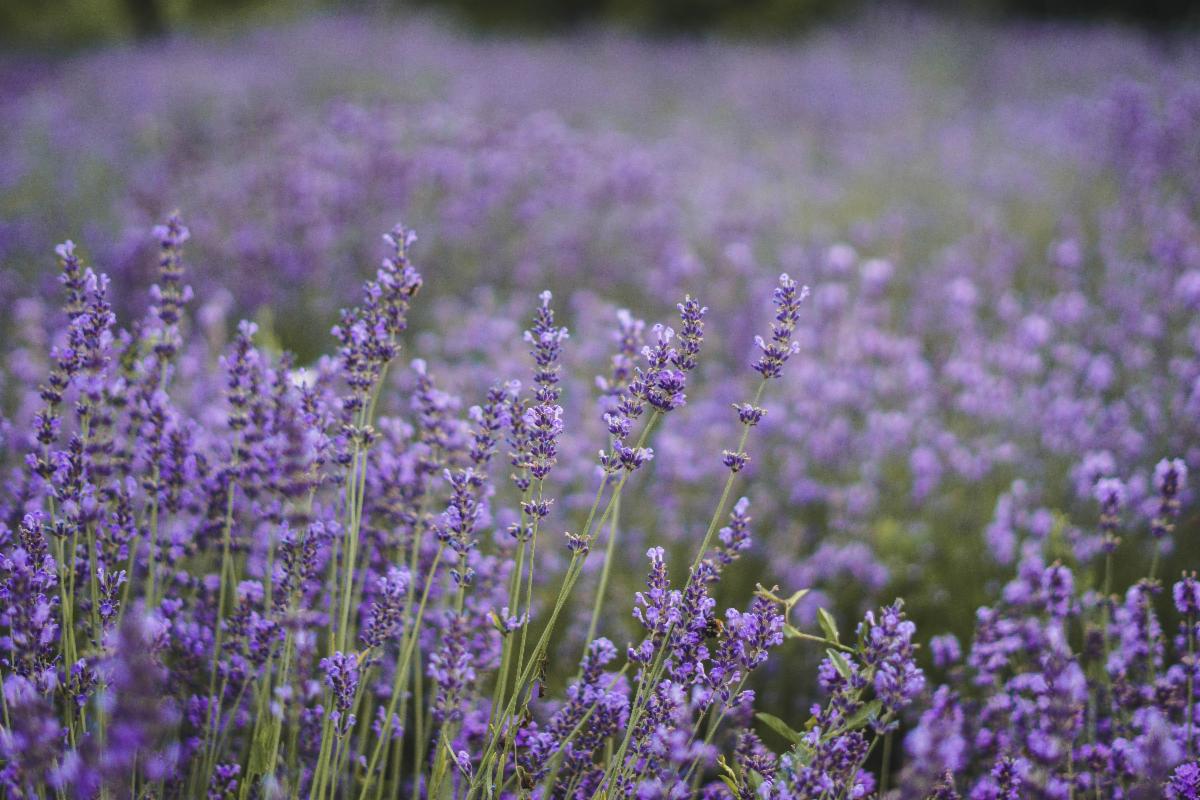 Oración de gratitud por la regeneración de la Tierra y la comunidad a ...