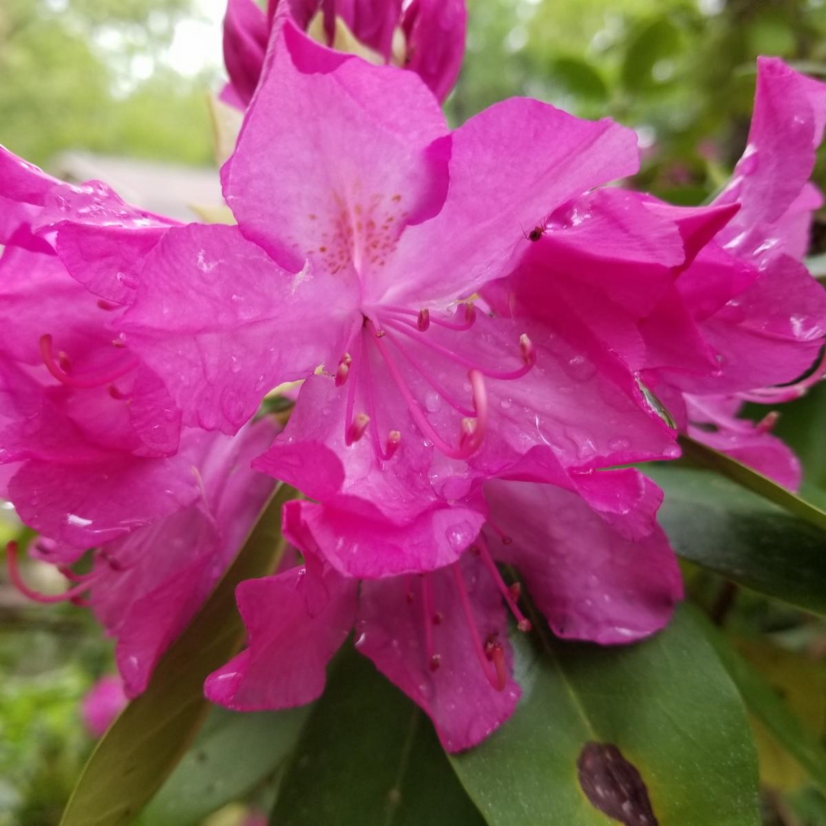 Latest News from Petit Crest Villas To Our Friends