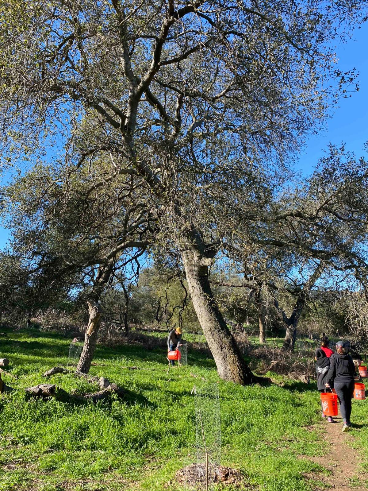 News from California Oaks