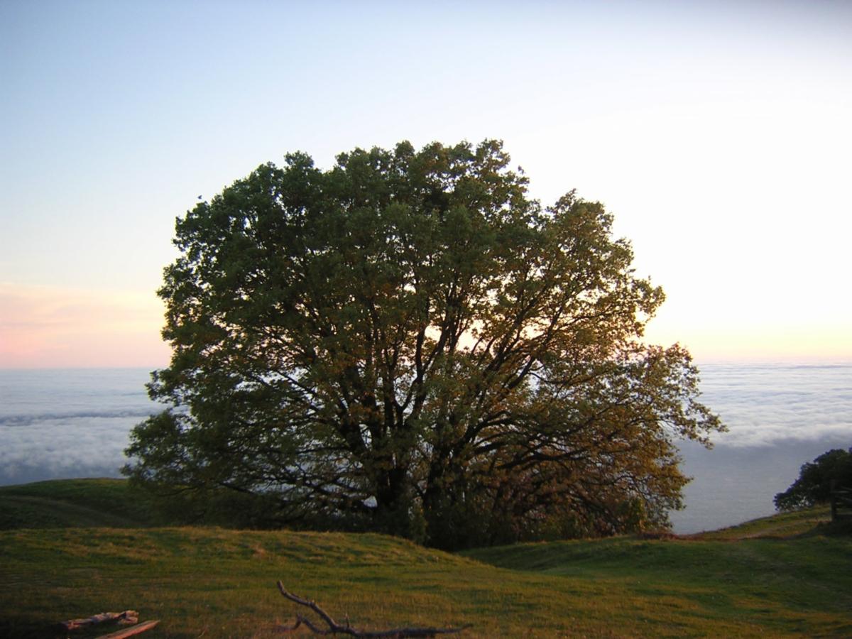 News from California Oaks