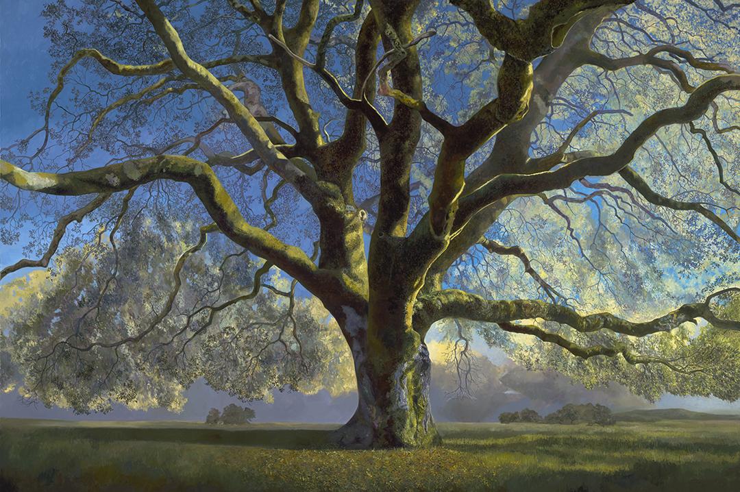 News from California Oaks