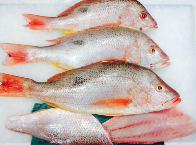 Caribbean Snapper, East & West Oysters, Specials