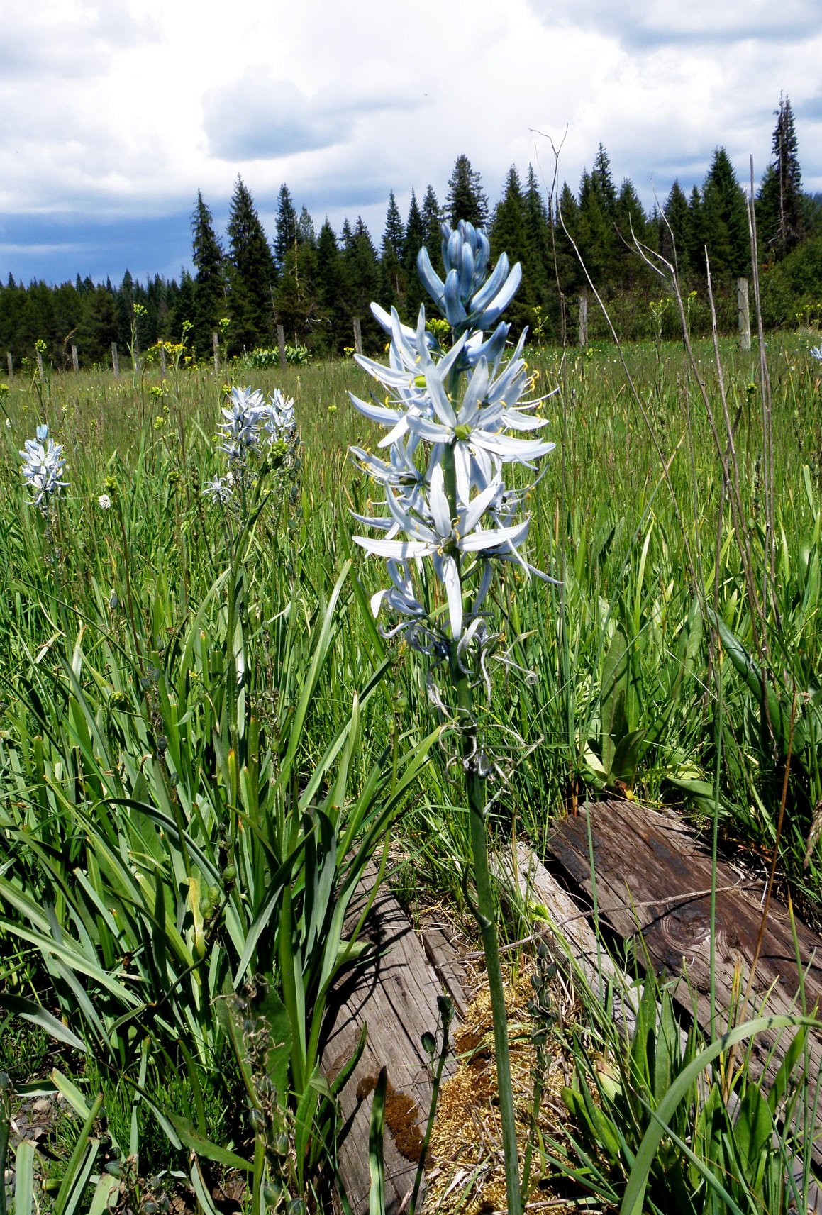 Lewis and Clark Trail News