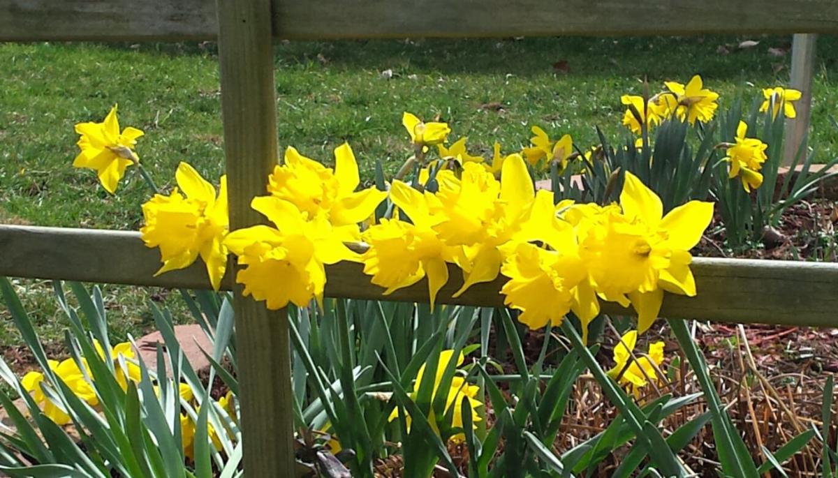 Cumberland Cove POA Newsletter