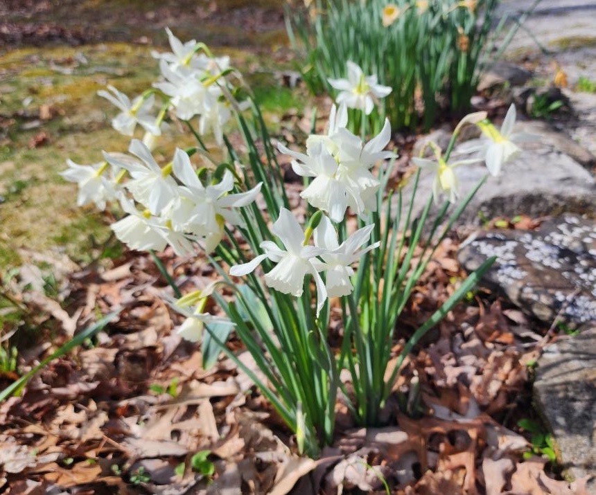 Cumberland Cove POA Newsletter