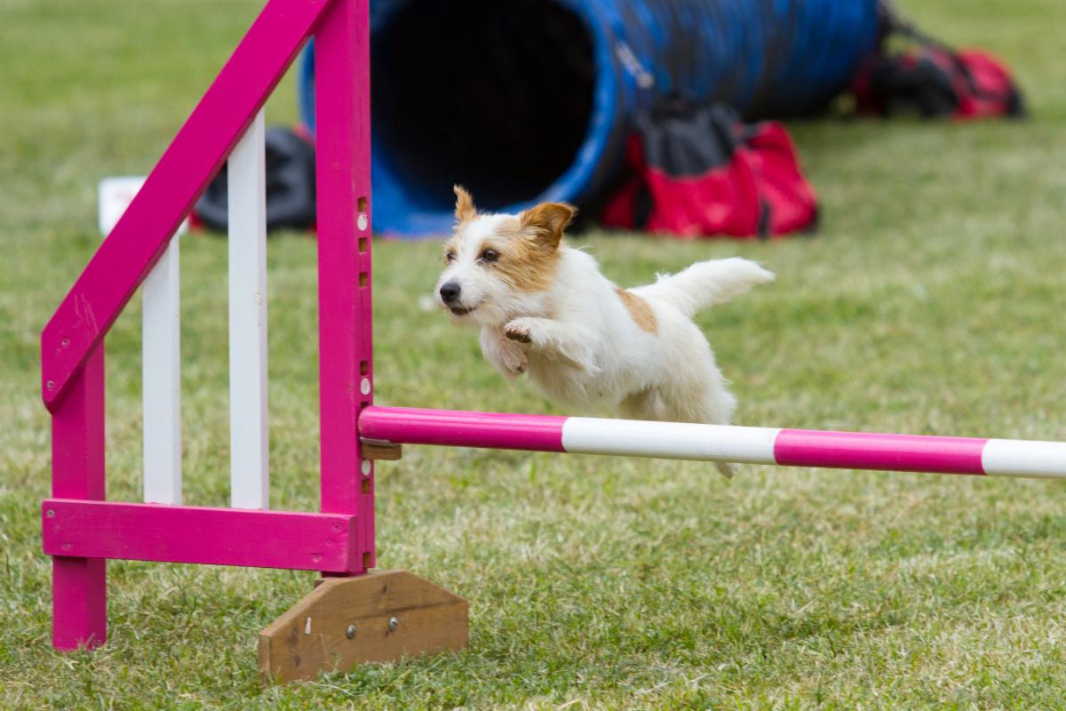 Puppy Agility! Starting Sunday - stay cool and keep you puppy active!