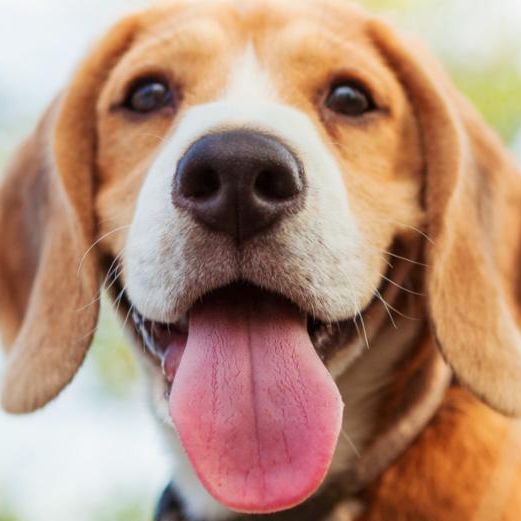 The Fair Housing Focus