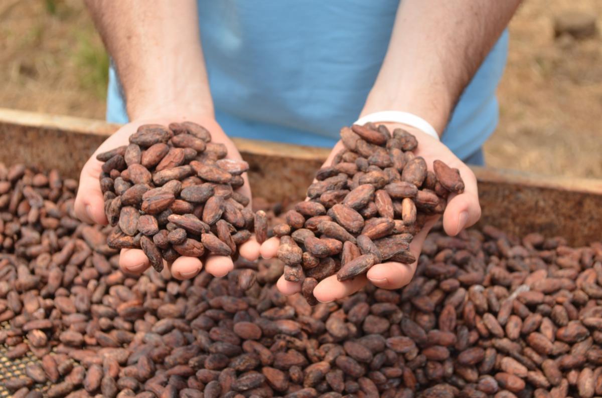 Seeking distributors for premium Ecuadorian cocoa beans - grown with ...
