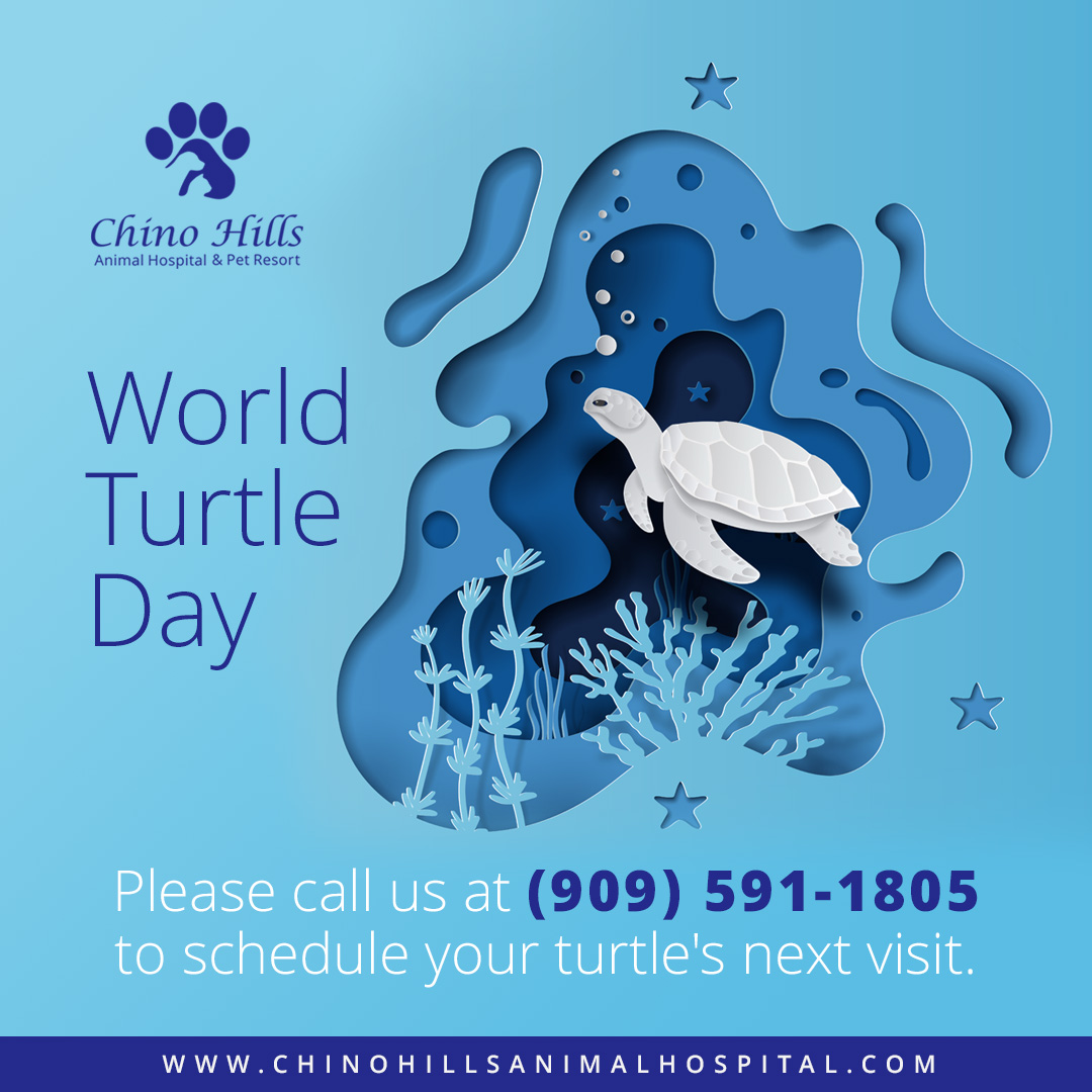 Happy World Turtle Day!