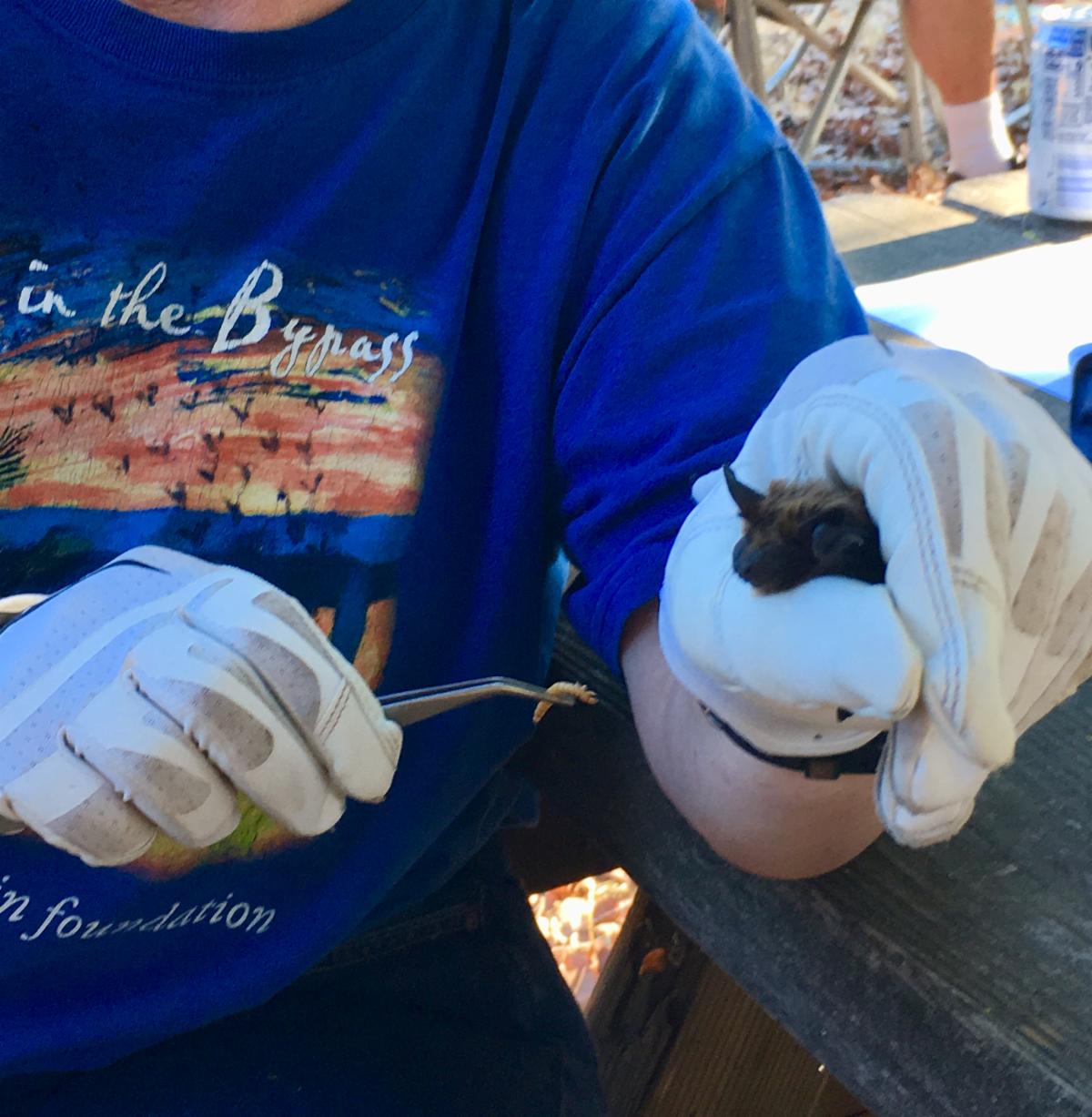 What to bring at Bat Night!