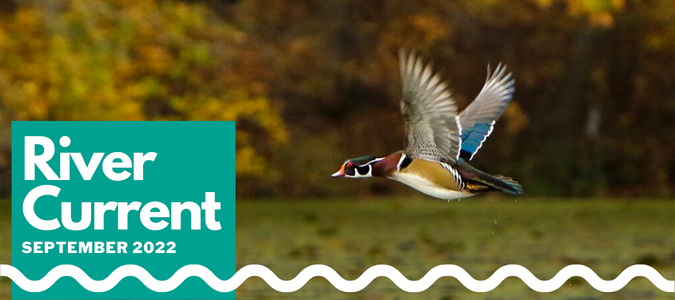 The September River Current