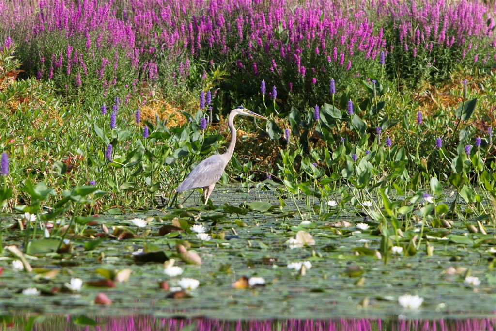 The September River Current