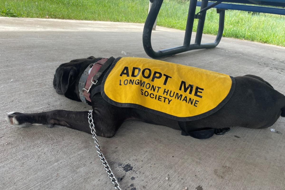Longmont Humane Society: Volunteer Dispatch 🐾