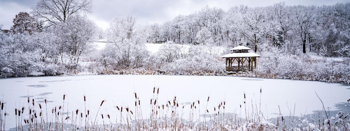 Winter experiences at the Garden, Final weeks of Night Lights, Disco ...