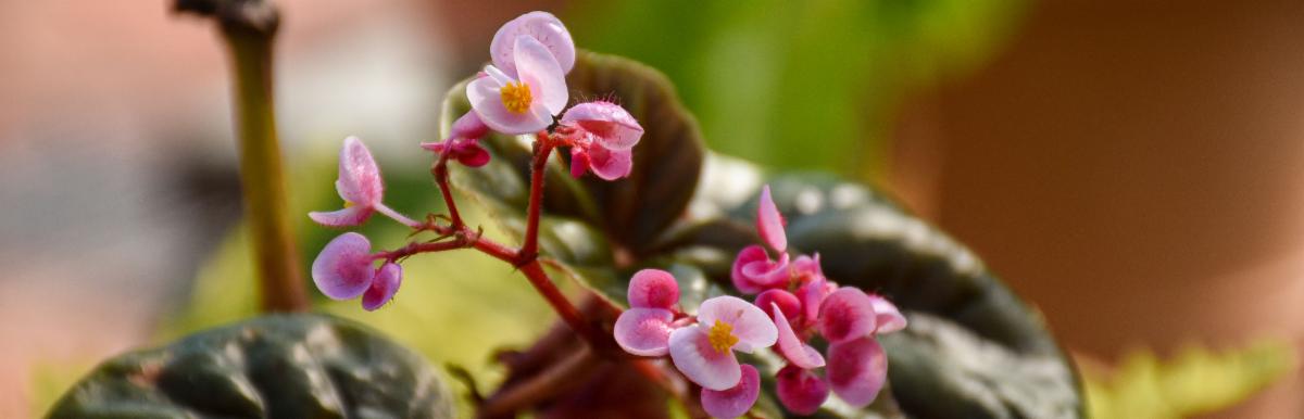Begonia and Gesneriad Show, Garden Explorers, and More