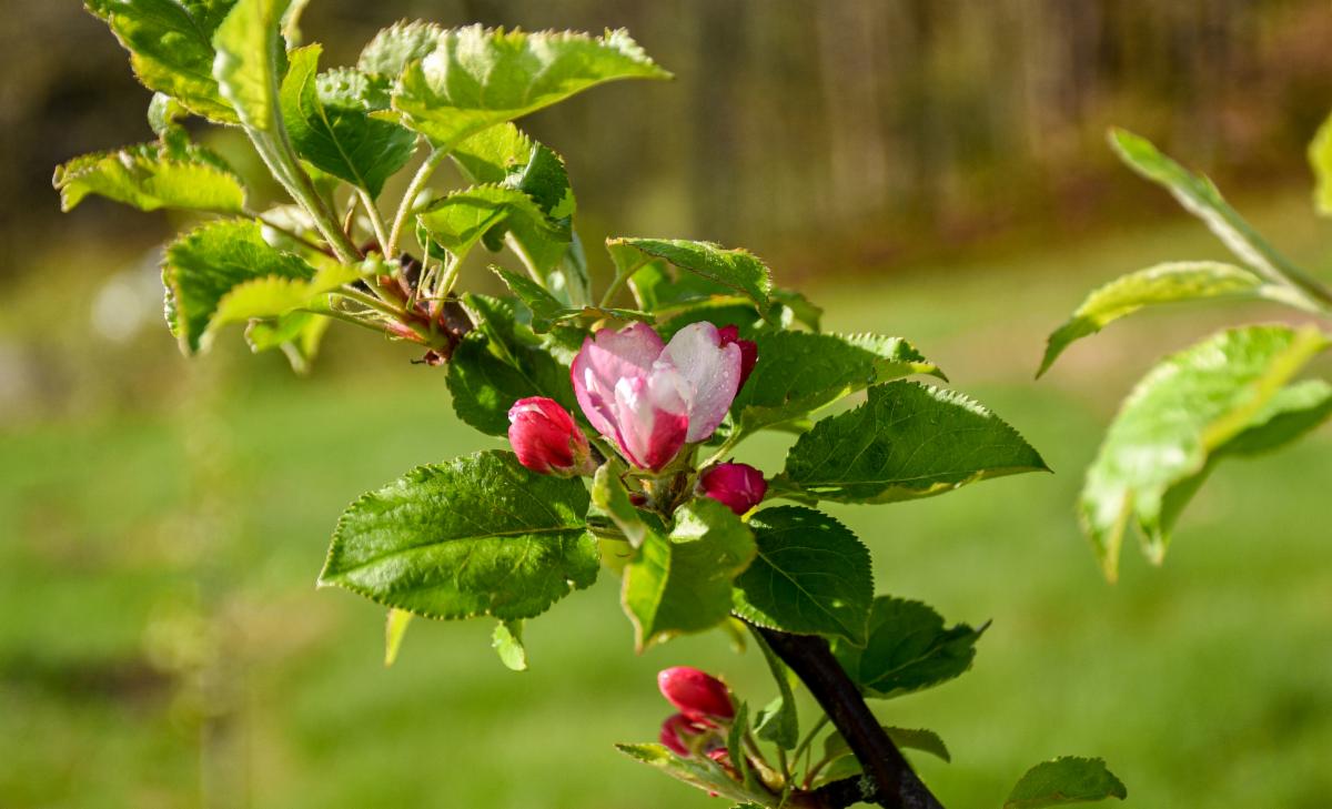 Save the date for Pixels + Petals, Annual Urban Tree Symposium, and more