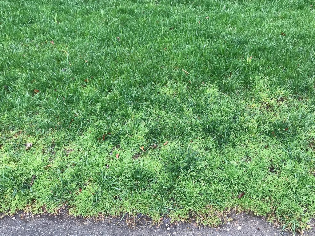 Protect Your Tall Fescue from Poa Annua This Fall 🌱