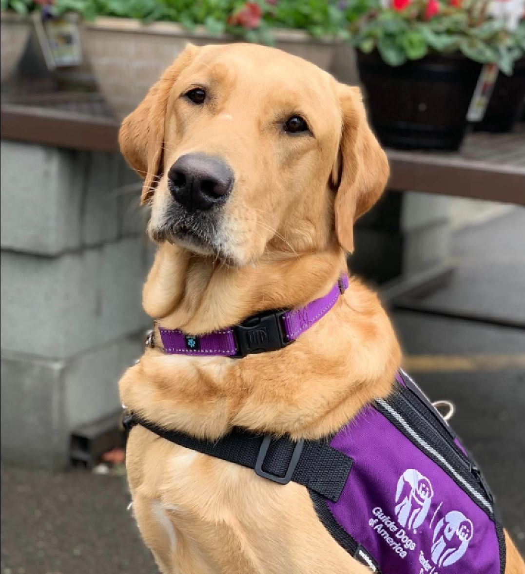 OCT. NEWSLETTER - Courthouse Dogs Foundation