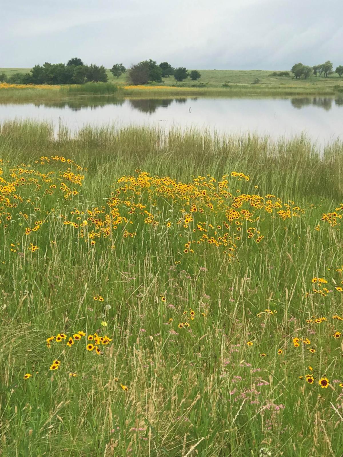 Email from Texas Conservation Alliance