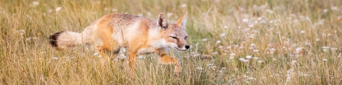 Email from Texas Conservation Alliance