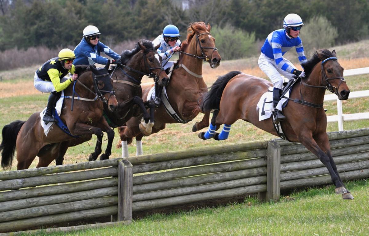 Winning the popularity contest: National Steeplechase, point-to-point ...