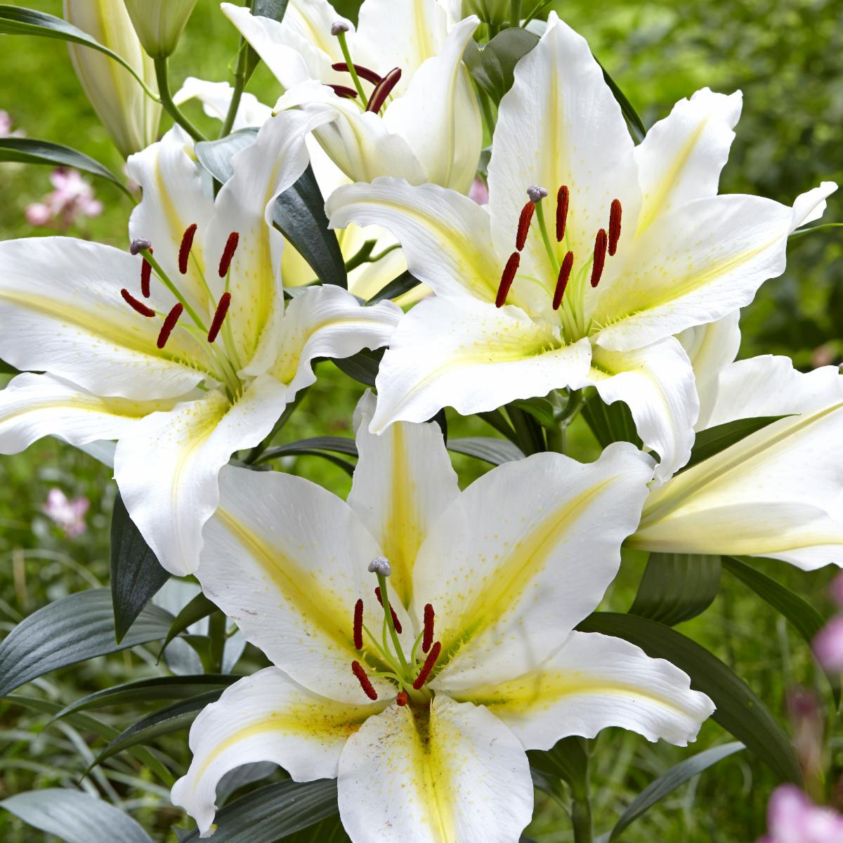 Opulent Summer Lilies