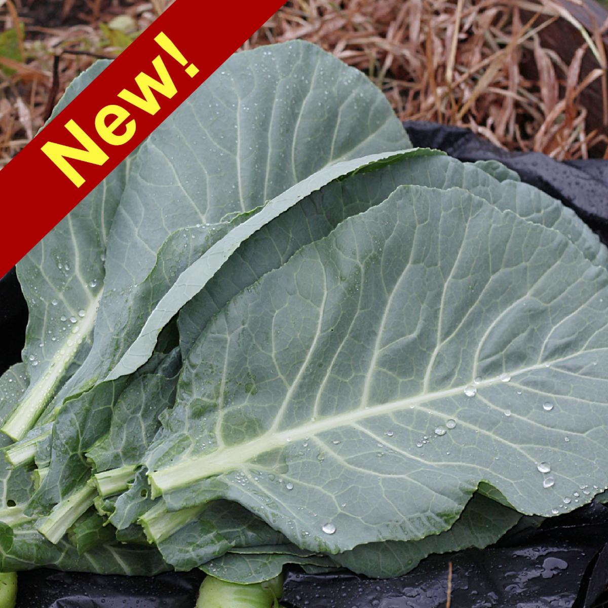New Vegetables & Herbs for 2025!