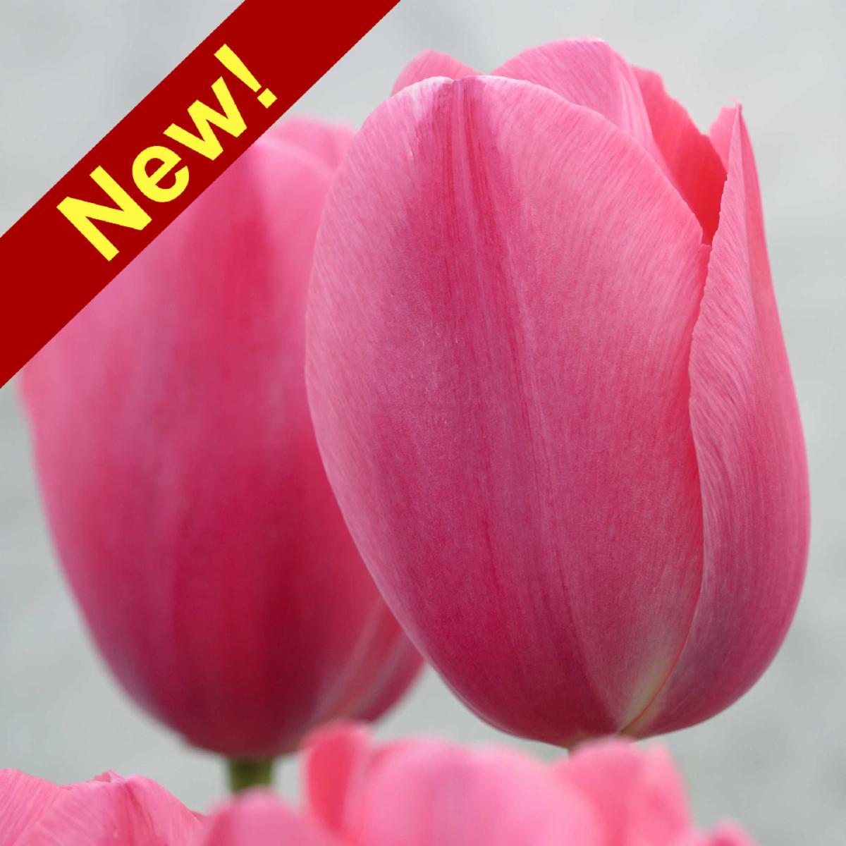 Pretty-In-Pink Tulips