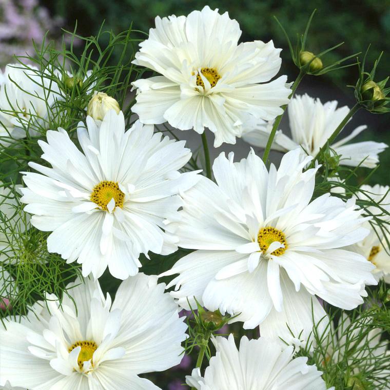 The New Faces of Cosmos