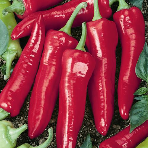 These Chiles Won't Make You Cry!