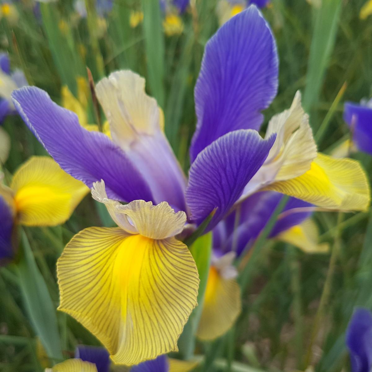 Goddess of the Rainbow: Iris hollandica