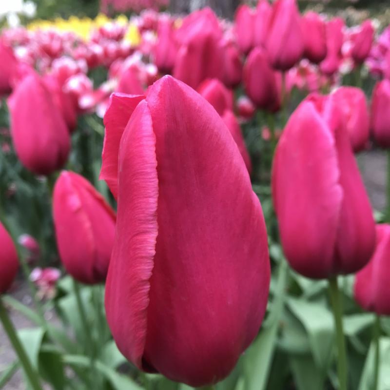 Pretty-In-Pink Tulips