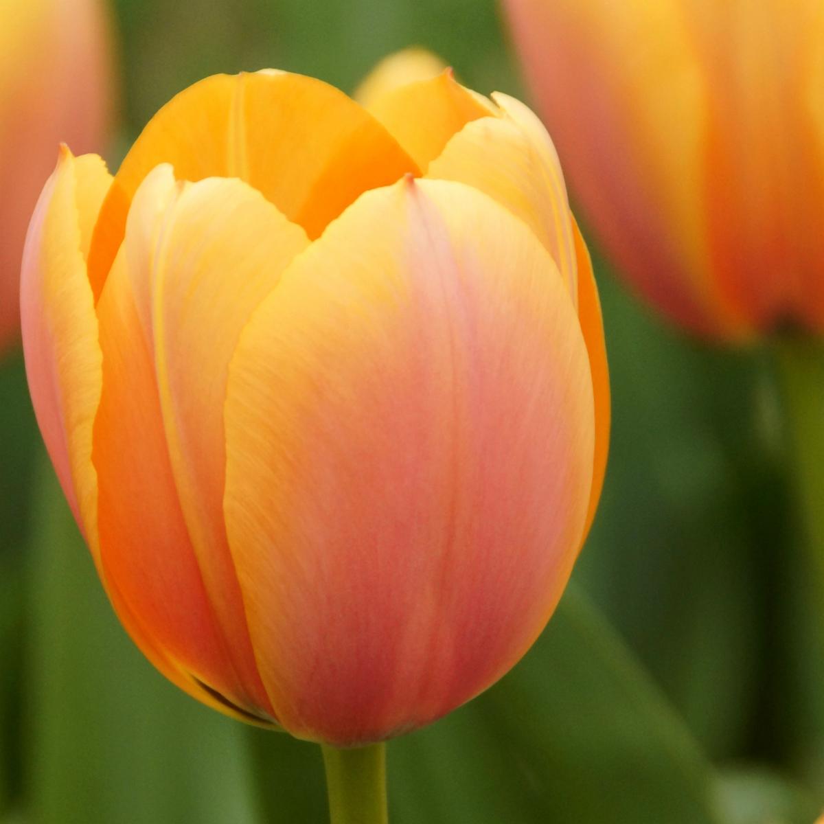 Impressive Impression Tulips