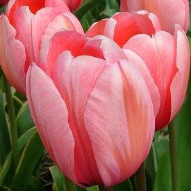 Impressive Impression Tulips