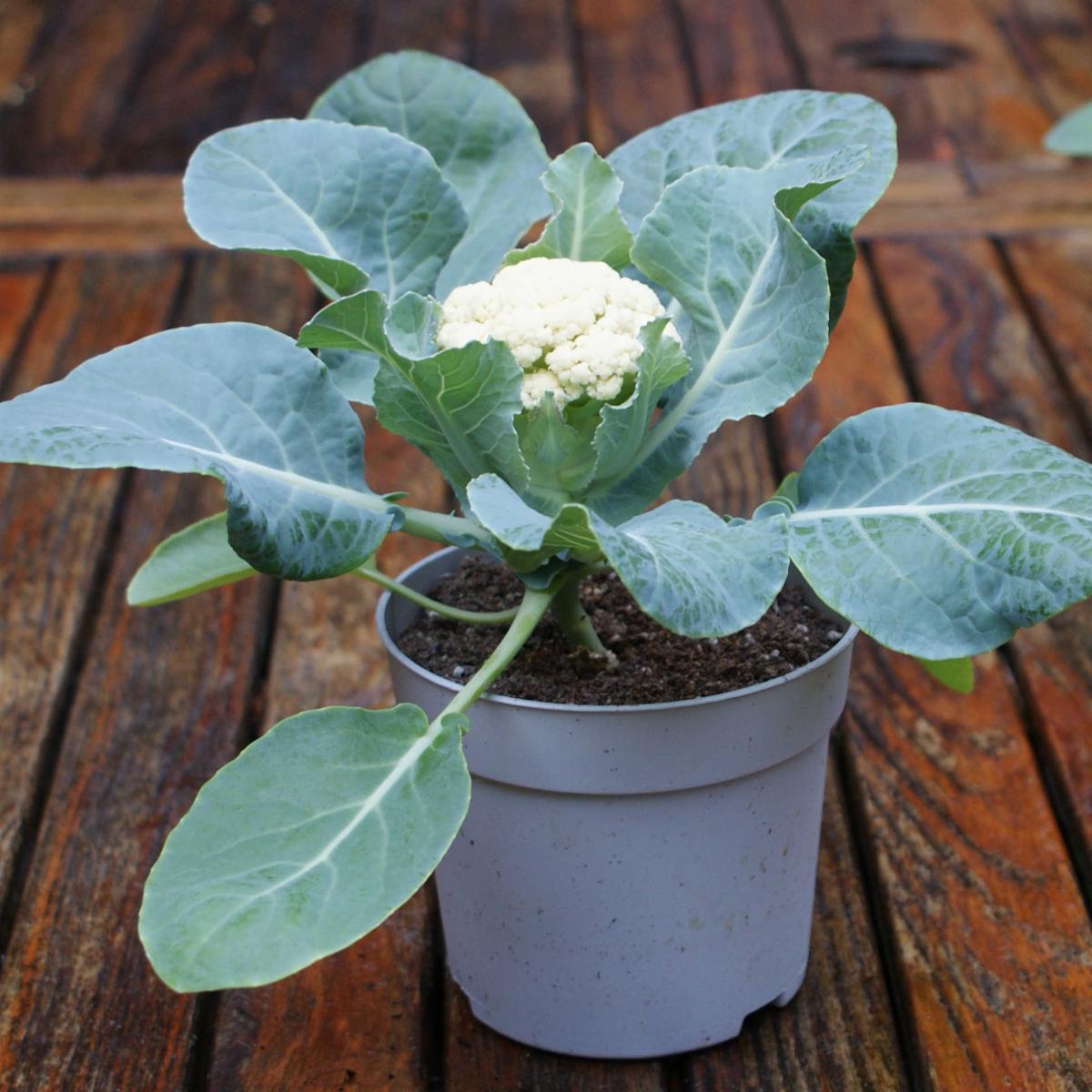 Sow It Now: Broccoli & Cauliflower