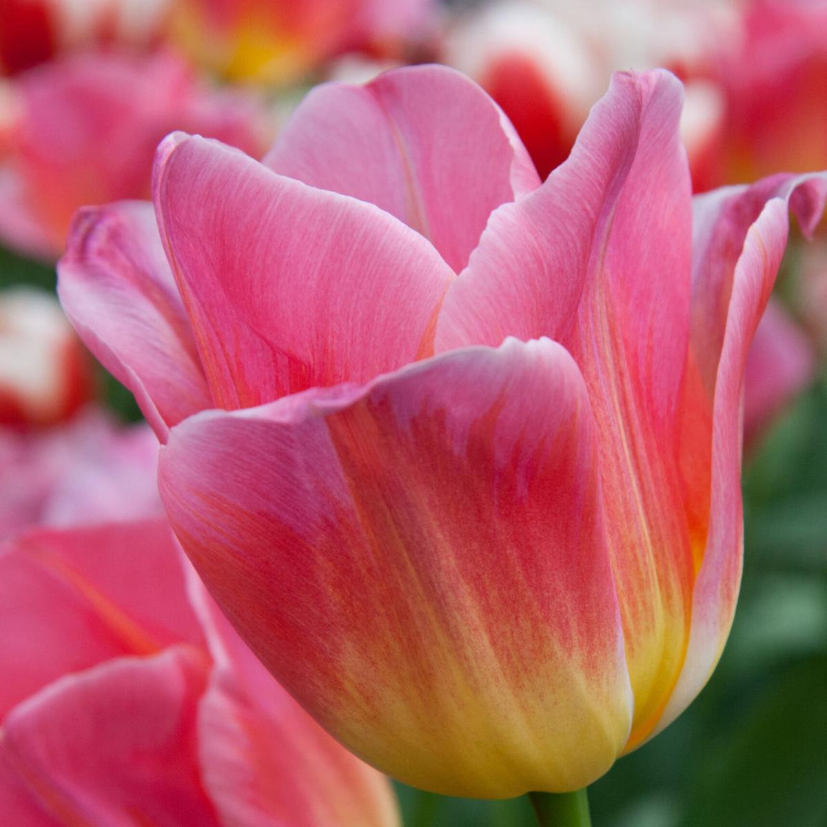 Pretty-In-Pink Tulips