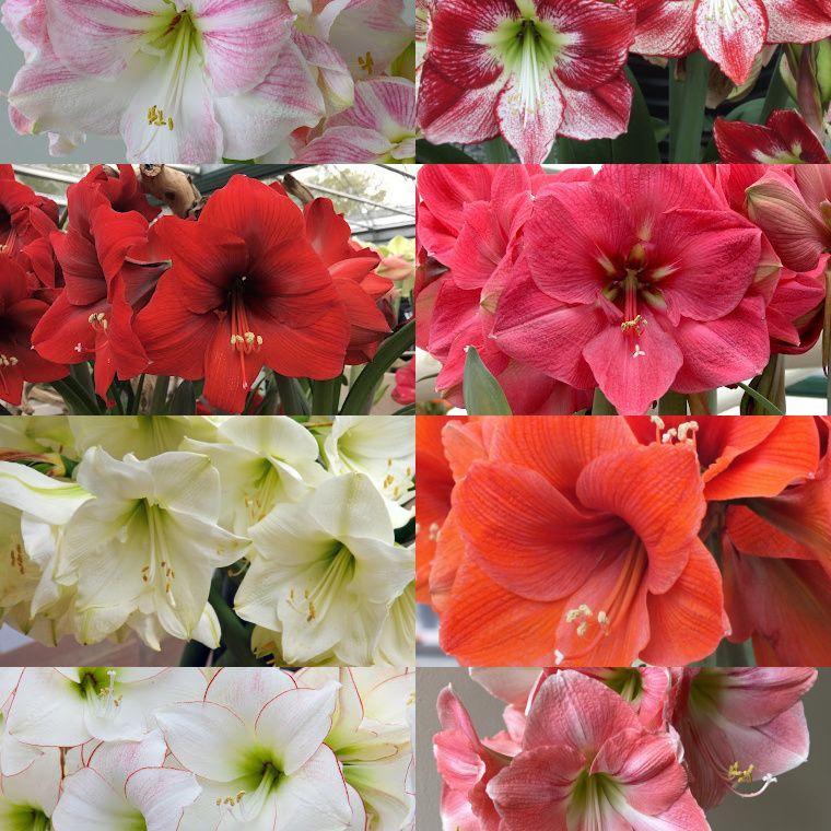 Heart-Warming Amaryllis for Winter Cheer