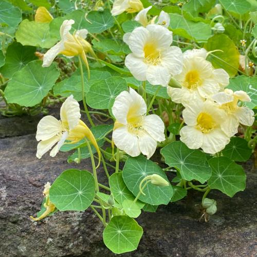 Stock Up on the Easiest Flowers to Grow From Seed