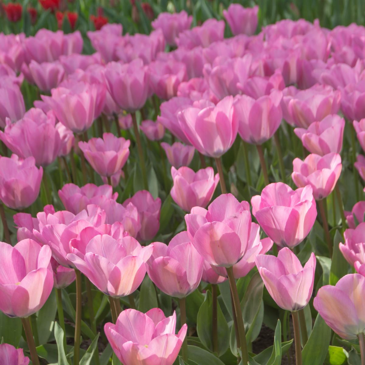 Pretty-In-Pink Tulips
