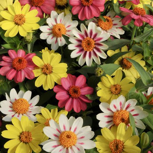 Compact, Flower-Packed Zahara Zinnias