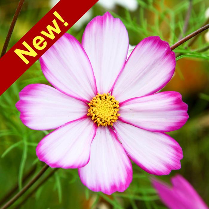 The New Faces of Cosmos