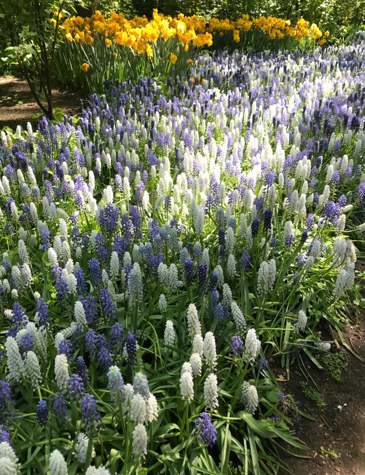 The Magic of Muscari