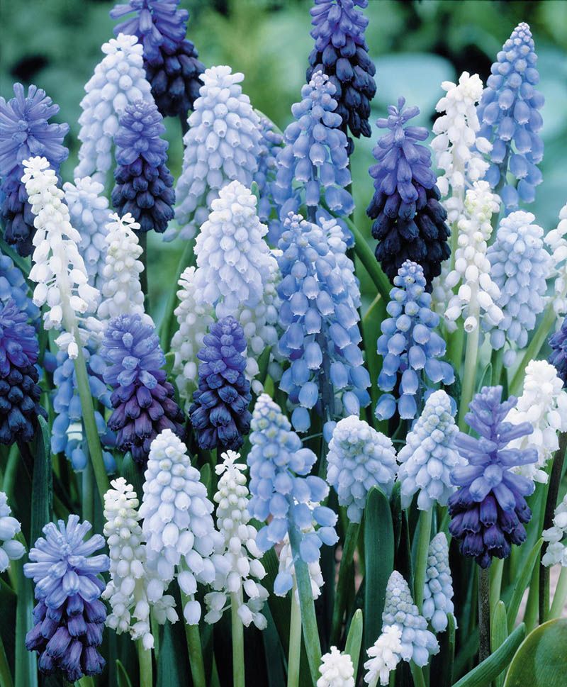 The Magic of Muscari