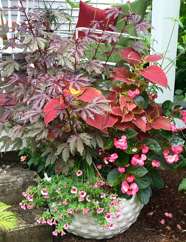 Saturday Spotlight: Mahogany Splendor Hibiscus